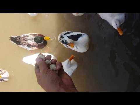 feeding flock of ducks in picnic field - piknik alanında ördek sürüsü besleme