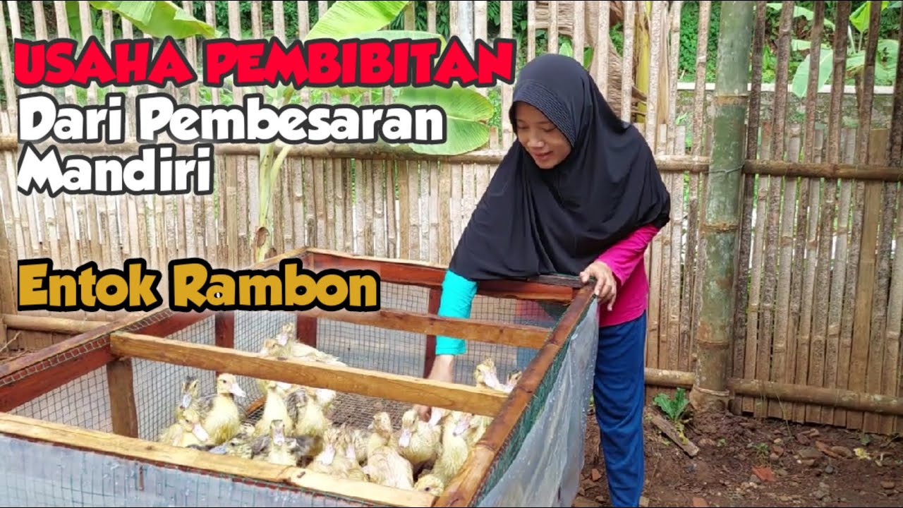 USAHA TERNAK ENTOK PEMBIBITAN DARI PEMBESARAN - YouTube