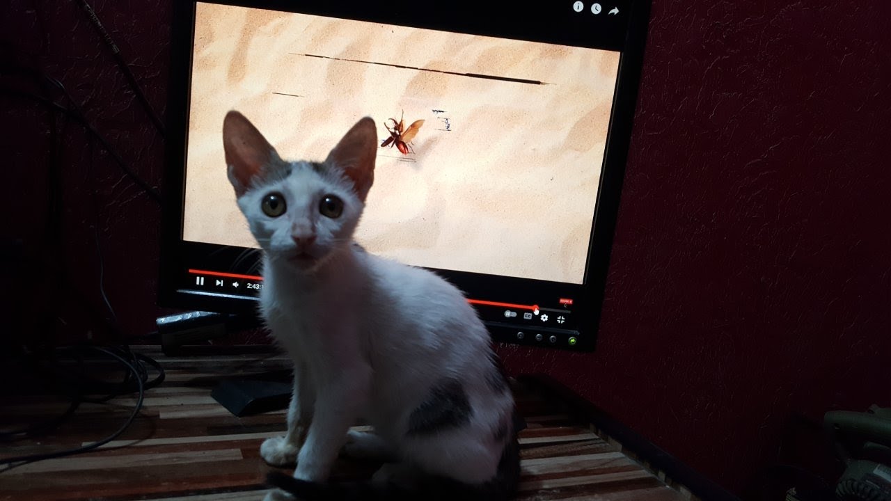 Cute and funny cat video - YouTube