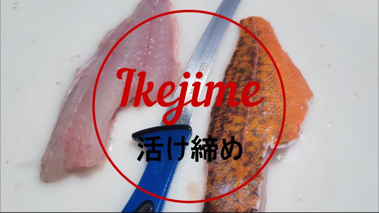Ikejime: THIS makes your fish LAST LONGER - YouTube