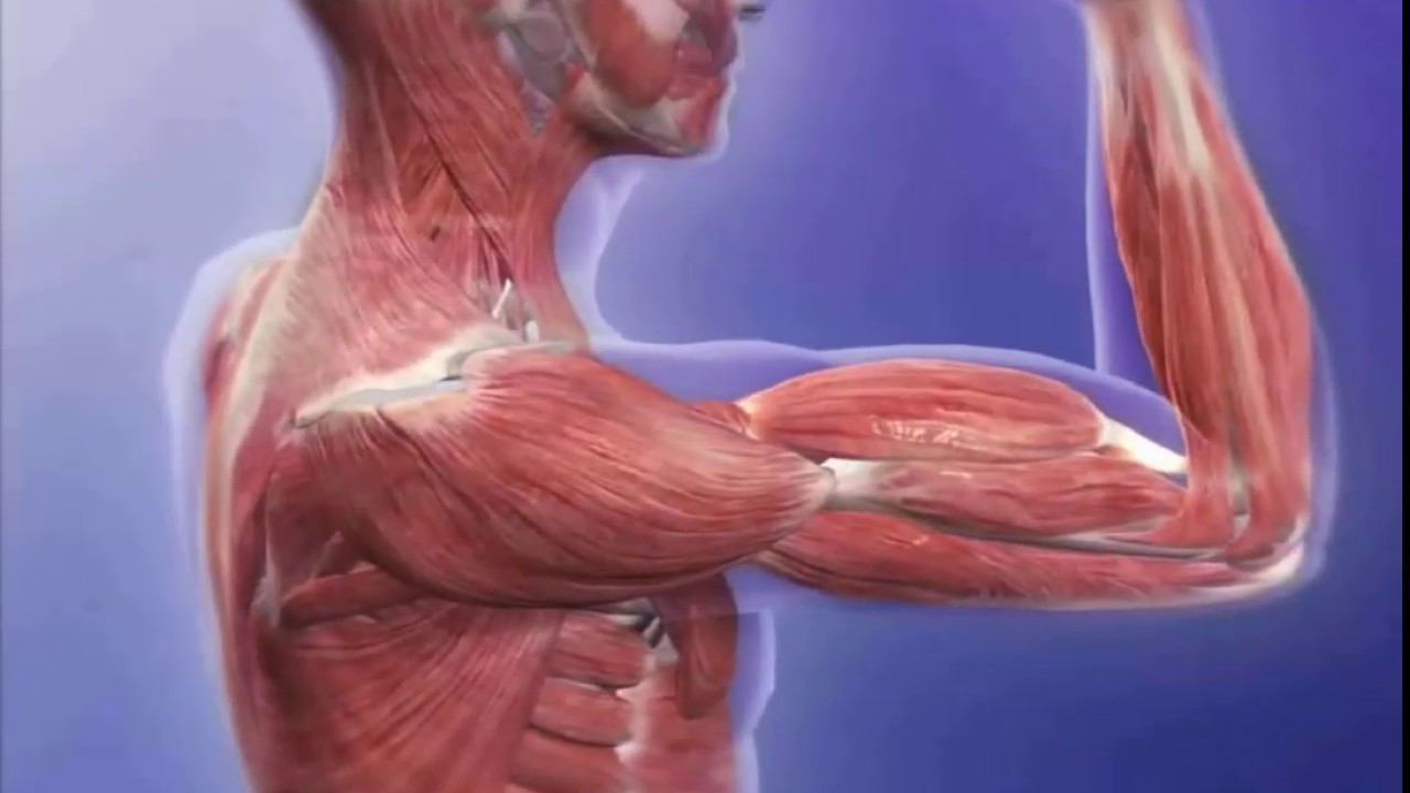 ΜΥΟΣΚΕΛΕΤΙΚΟ ΣΥΣΤΗΜΑ - YouTube