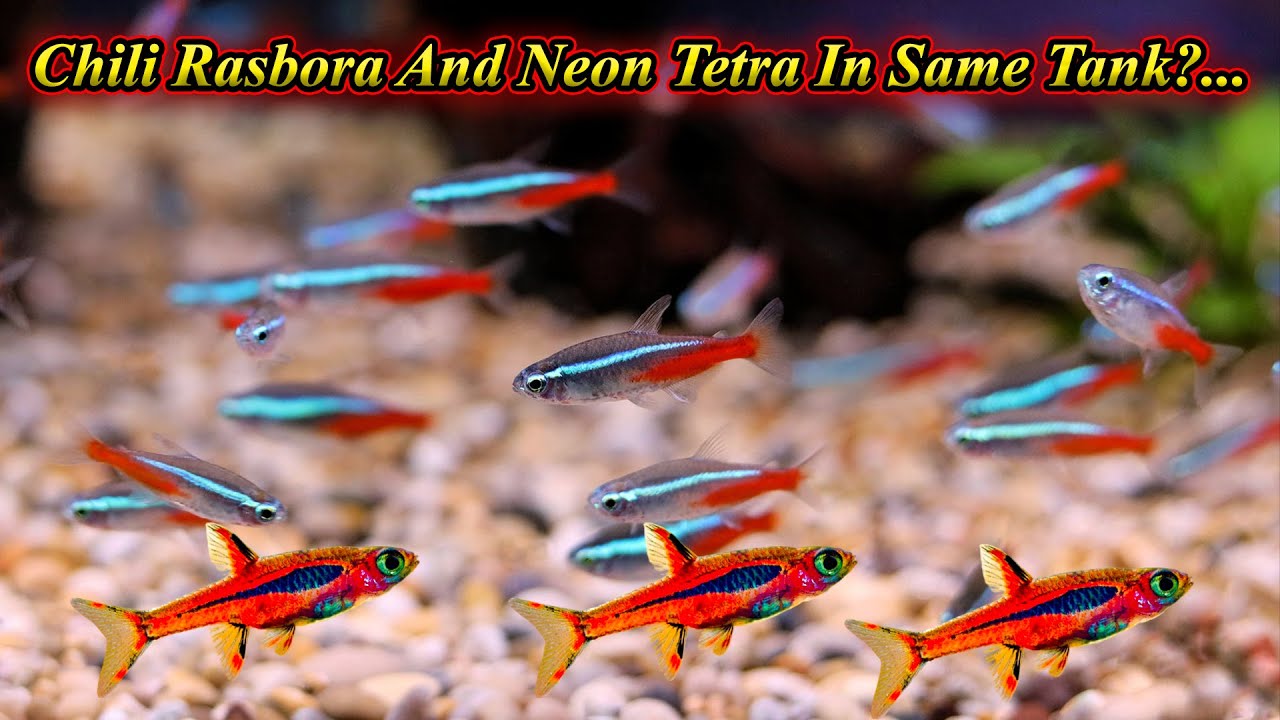 Can We Keep Neon Tetra And Chili Rasbora In Same Tank? Any Problems On ...