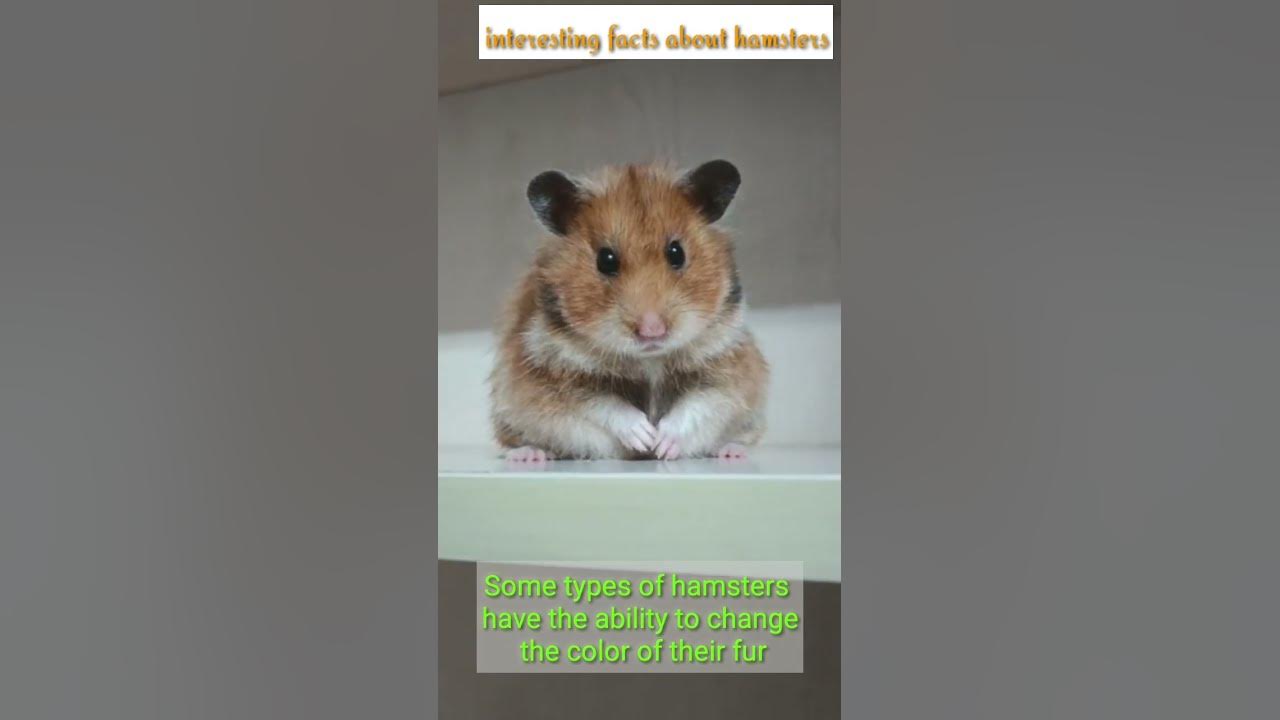 Interesting Facts About Hamsters YouTube interesting-facts-about-hamsters-youtube