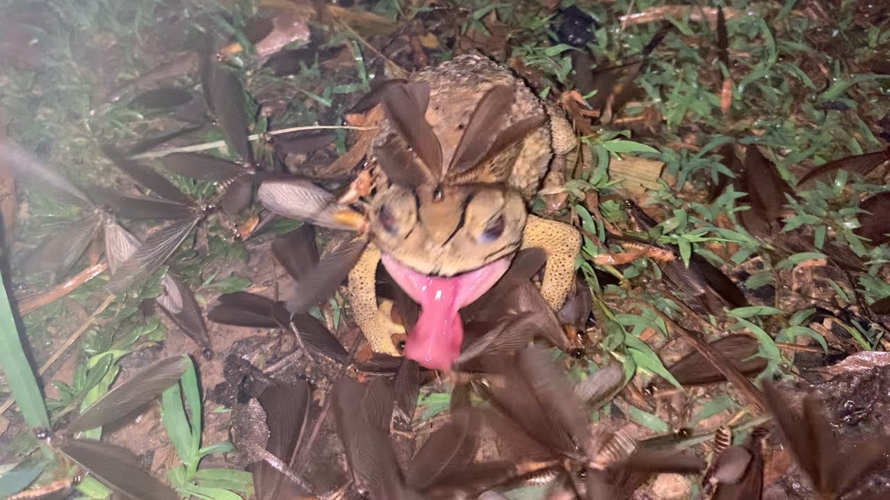 Insane Toad Catching Flying Termites in Mid-Air! - Shichi Fishing - YouTube