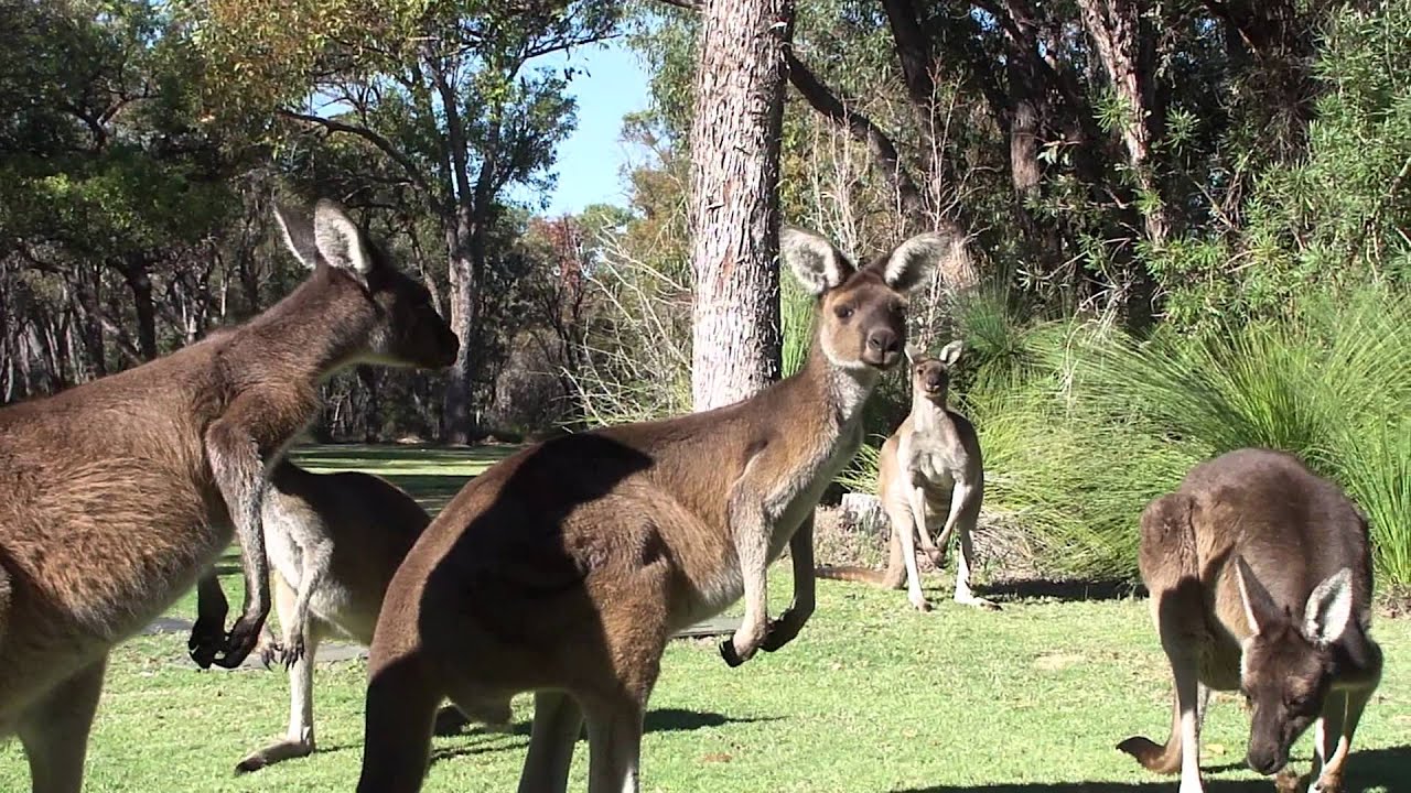 Kangaroos ― Pinnaroo Valley Memorial Park - YouTube