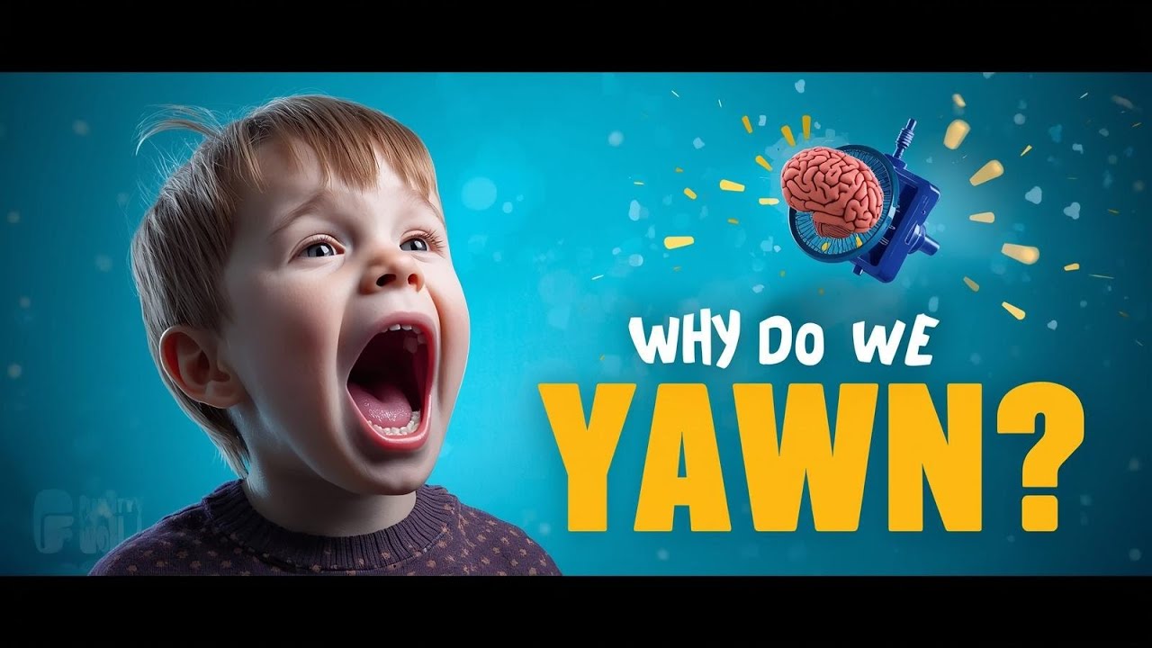 Ever Wondered Why We Yawn? Here’s the Surprising Reason! - YouTube