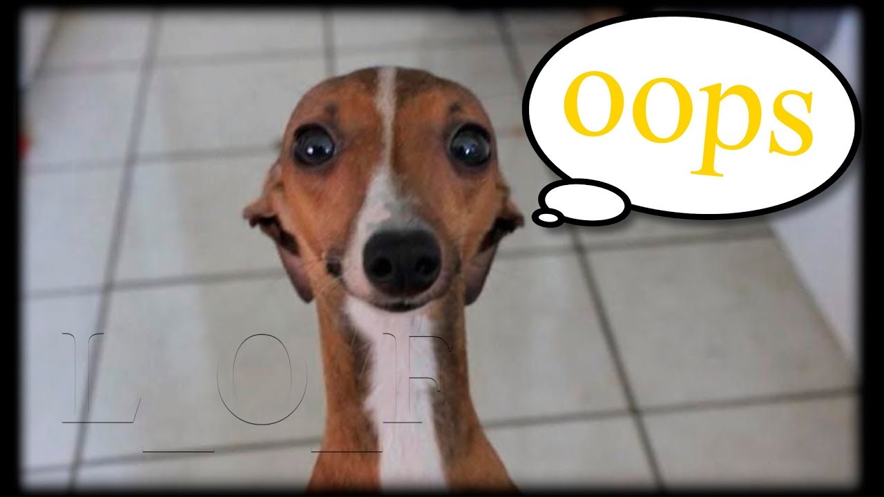 #2 Very guilty dogs \ Cute dogs \ I'm sorry master... \ So cute \ Funny ...