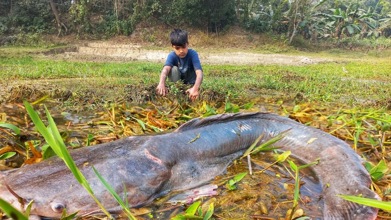 Unbelievable Hand Fishing - Amazing Boy Catching Big Catfish Under The ...
