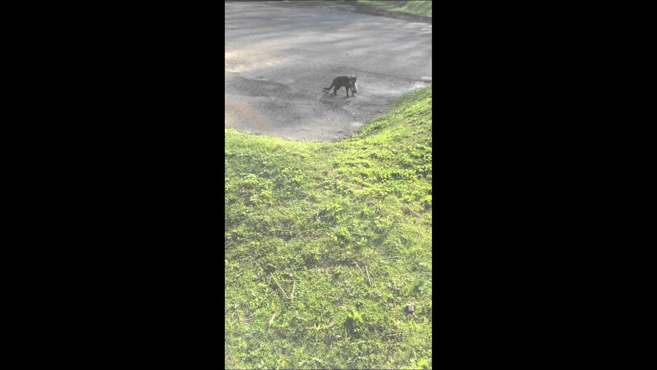 Cat biting a rabbit. - YouTube