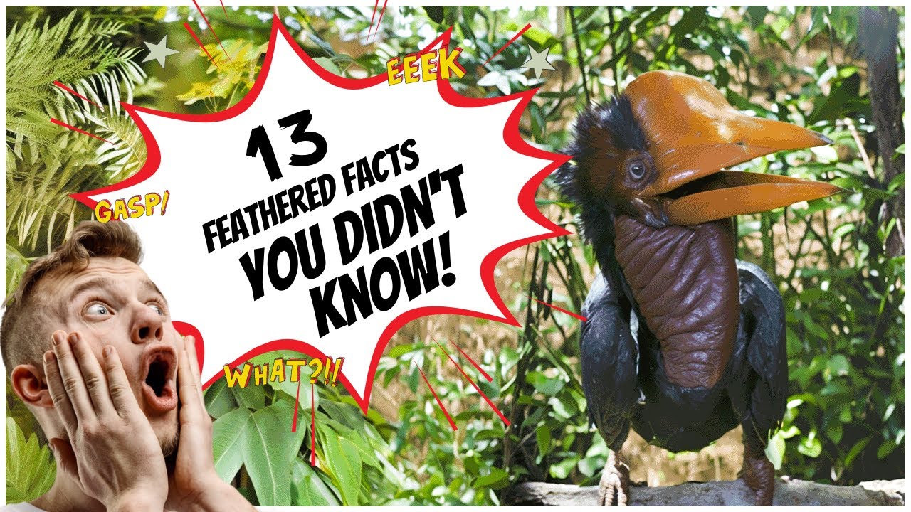 Bird Brains Beware: 13 Feathered Facts You Didn't Know | Brain Bites ...