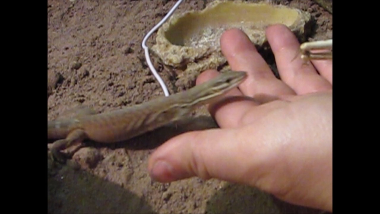 Stachelschwanzwaran Zilla beim Training - YouTube