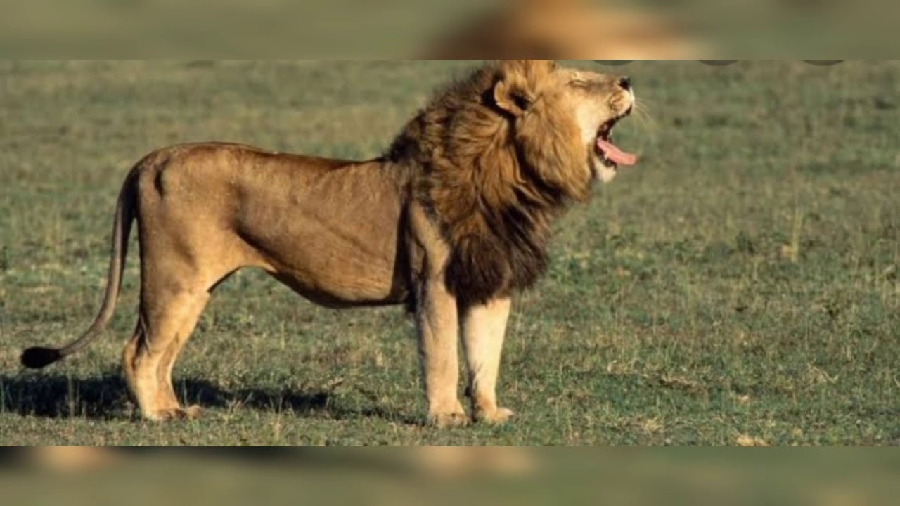 🦁 lion roar heard 5miles away (five amazing facts) - YouTube