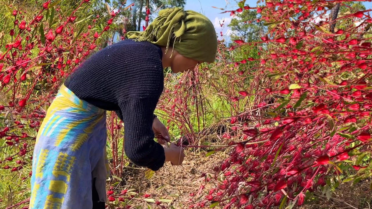 Naga woman harvesting organic fruits and vegetables from forest, Naga ...