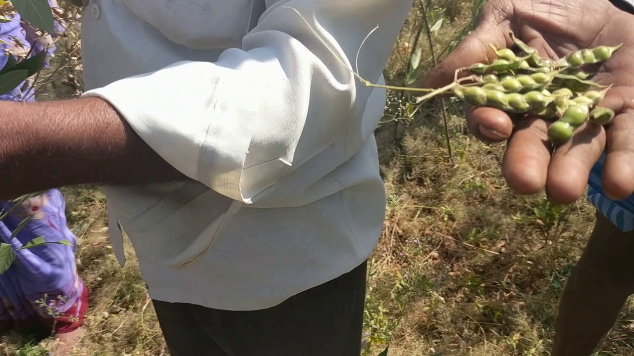 green fresh tender toor dal harvesting. - YouTube