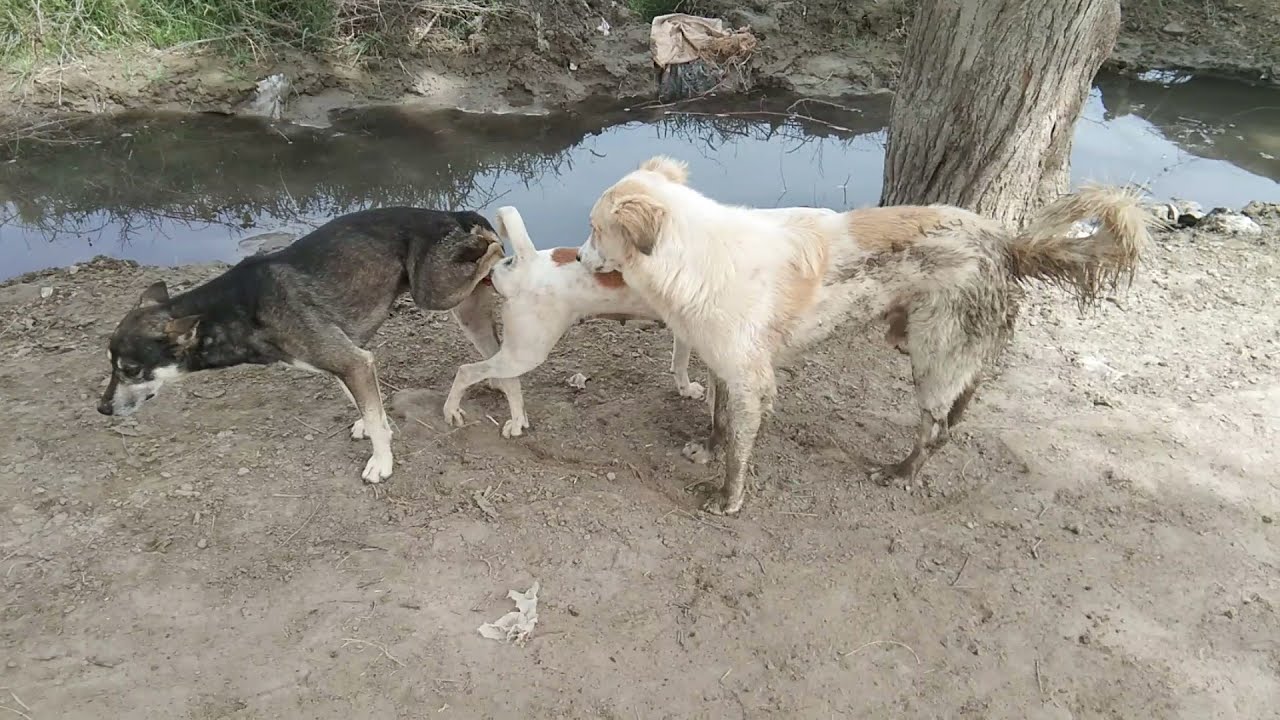 Amazing smart rural dogs ,,,Dog Meeting for the - YouTube