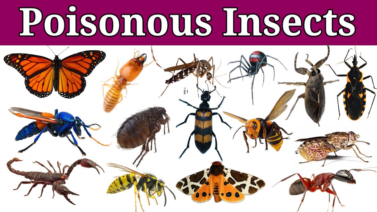 Insects name | Poisonous insects name | Insects and bugs for kids - YouTube