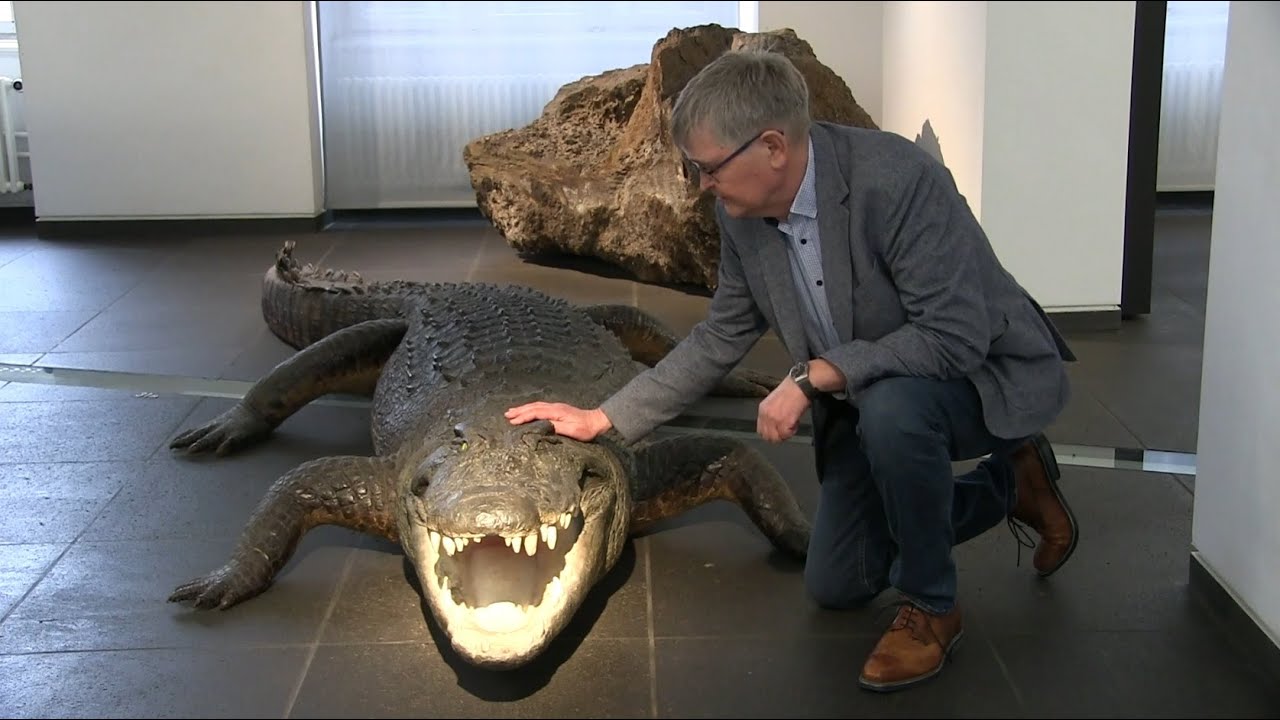 Das Krokodil im Stadtmuseum - YouTube