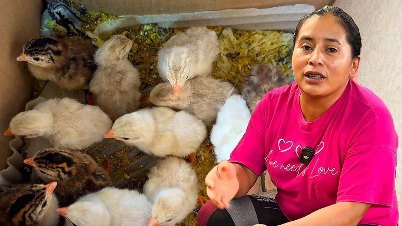 Nacieron POLLITOS de Gallina Guinea en una INCUBADORA | Doña Viky - YouTube