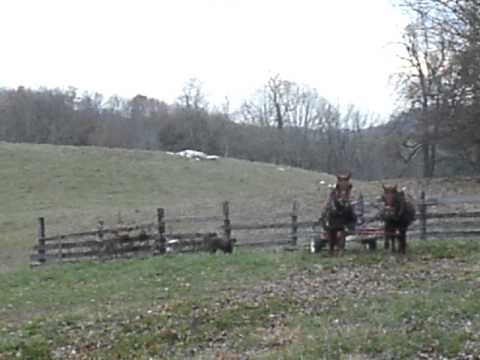 Carl's Mares dragging pasture 041.AVI - YouTube
