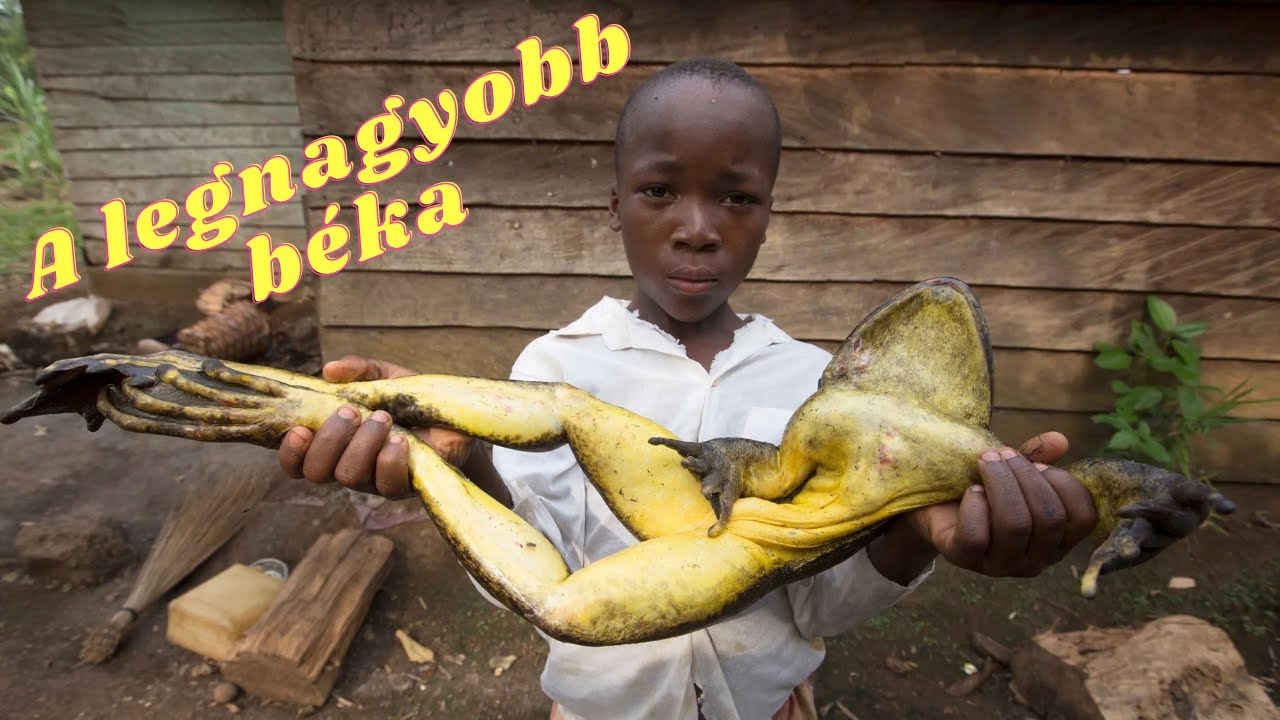 A legnagyobb béka a világon - YouTube