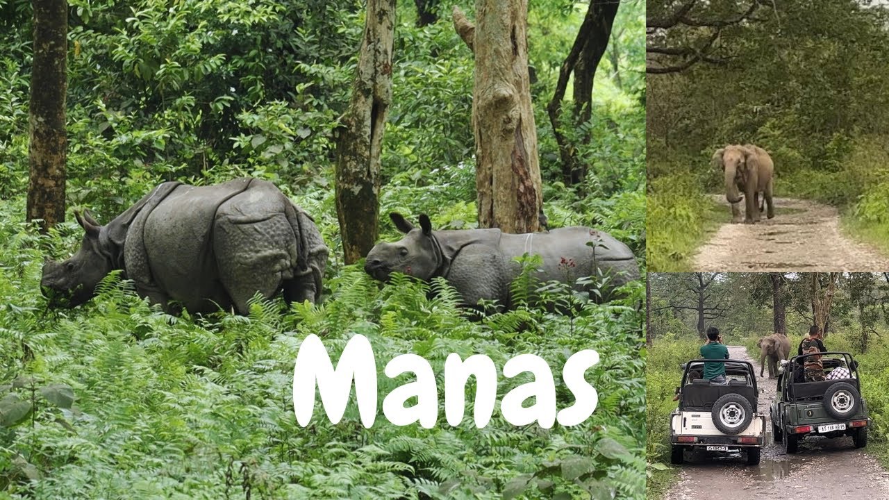 Safari | Manas National Park - YouTube