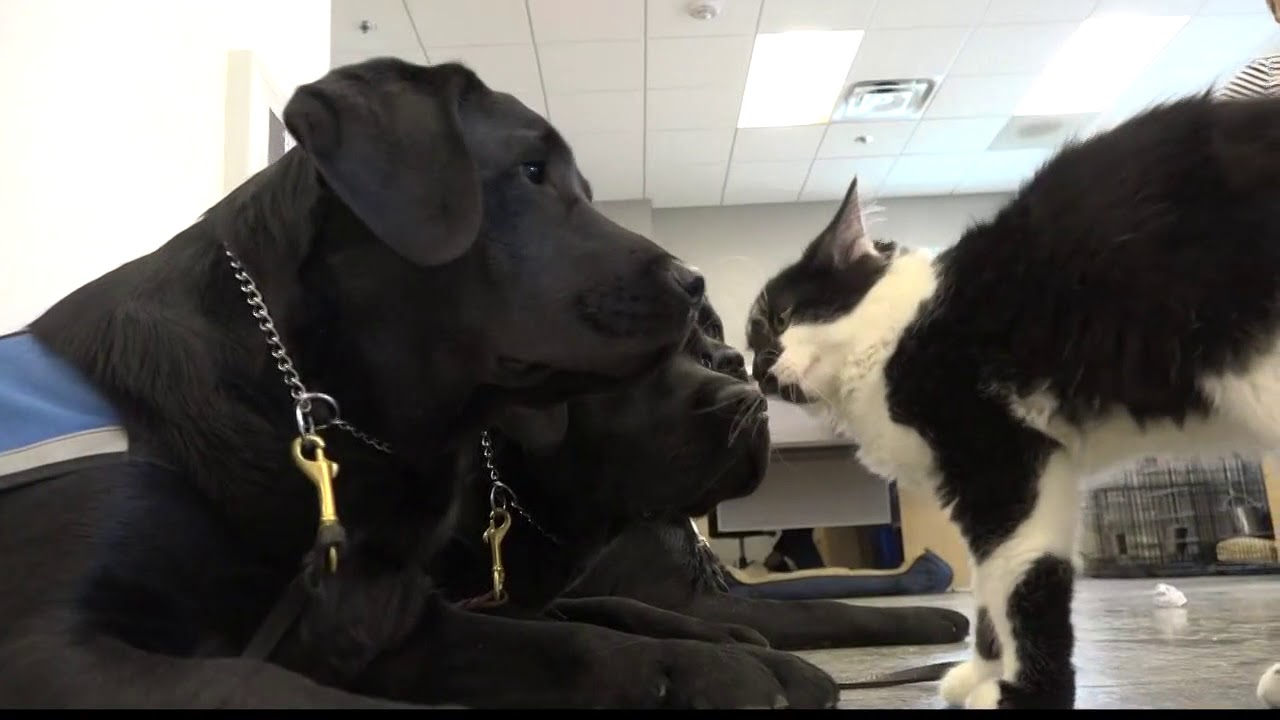 A Cat Named Dog YouTube a-cat-named-dog-youtube