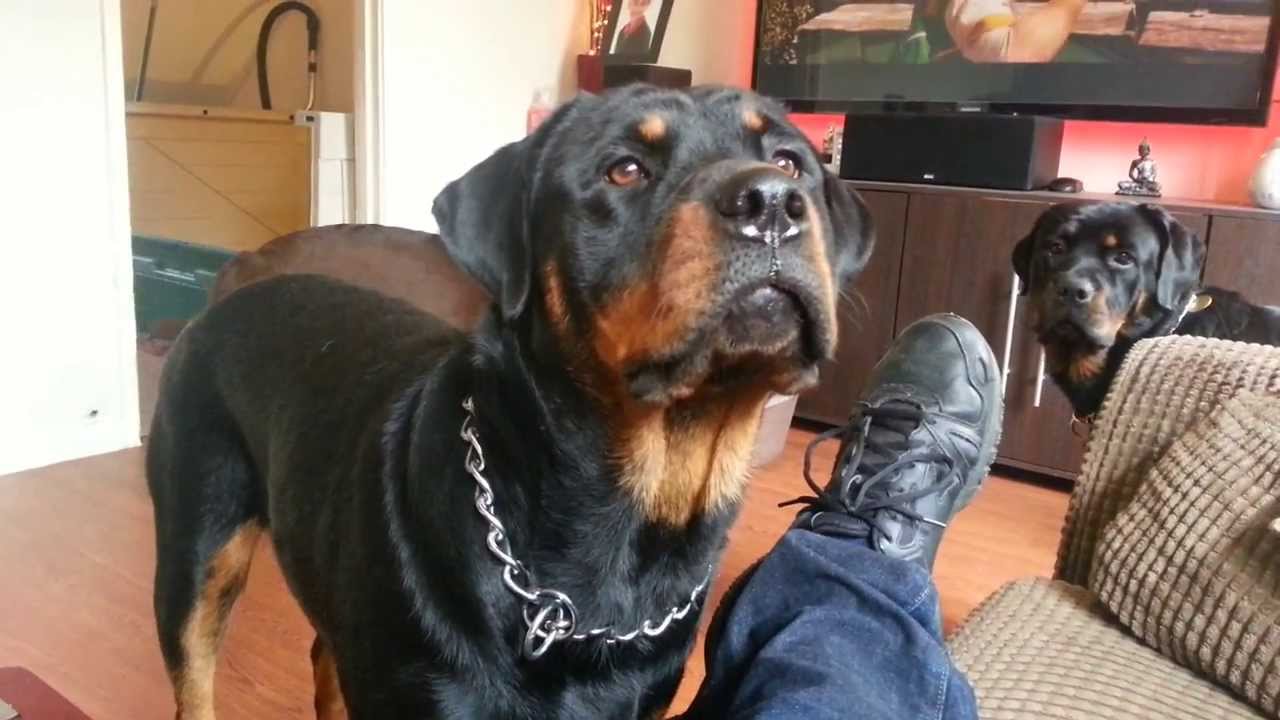 Rottweiler learning speak command training. - YouTube