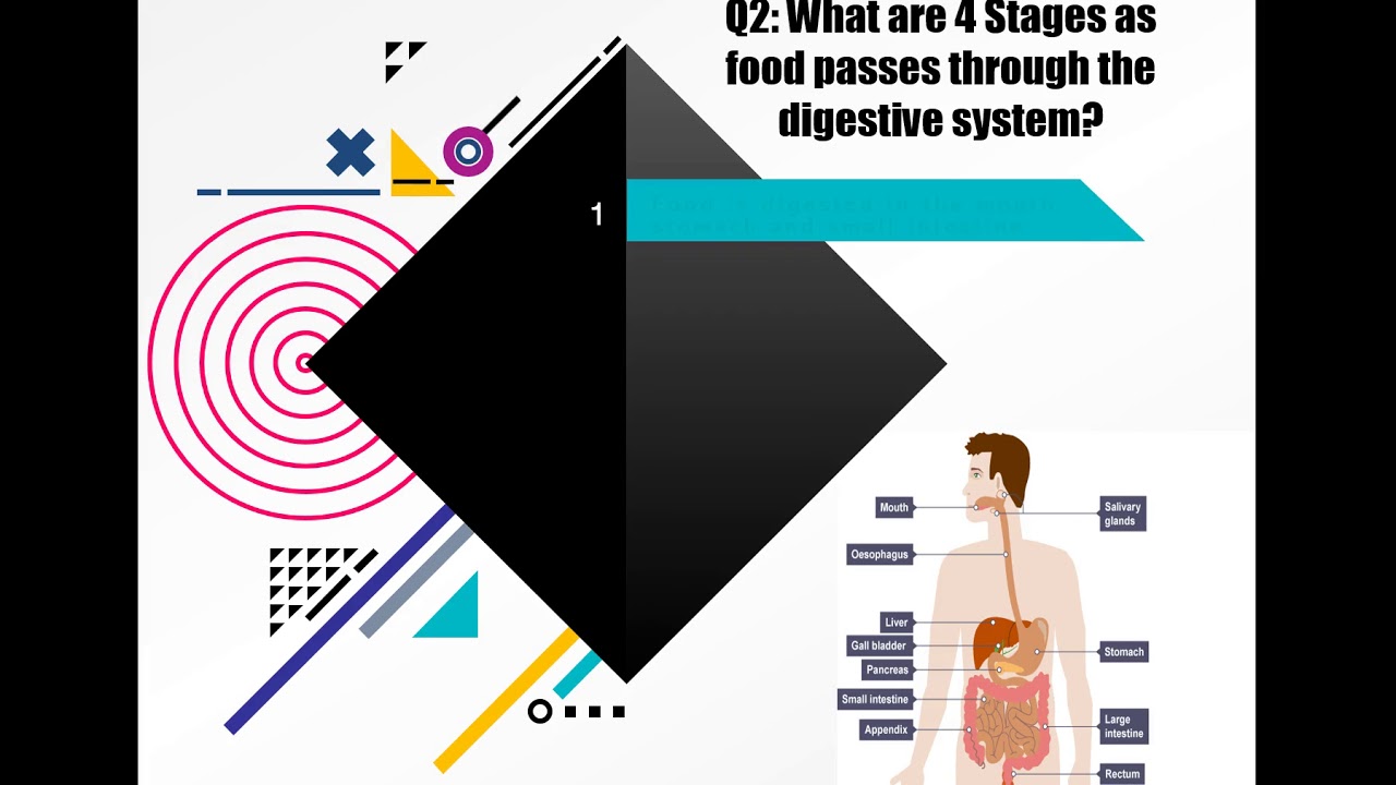 KS3 GCSE Digestion Quiz - YouTube