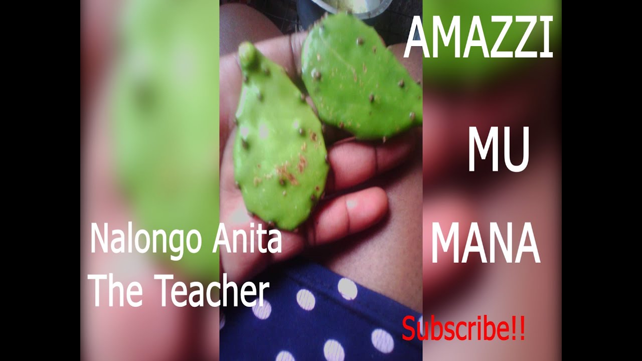 CACTUS/ENGABO,USES_EMIGASO | NALONGO ANITA - YouTube