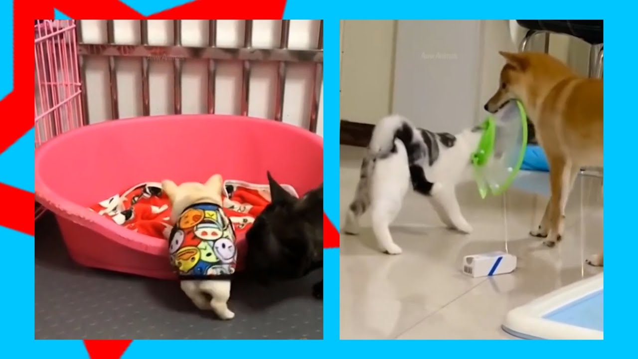 Smart Dog help His friend,so funny - YouTube
