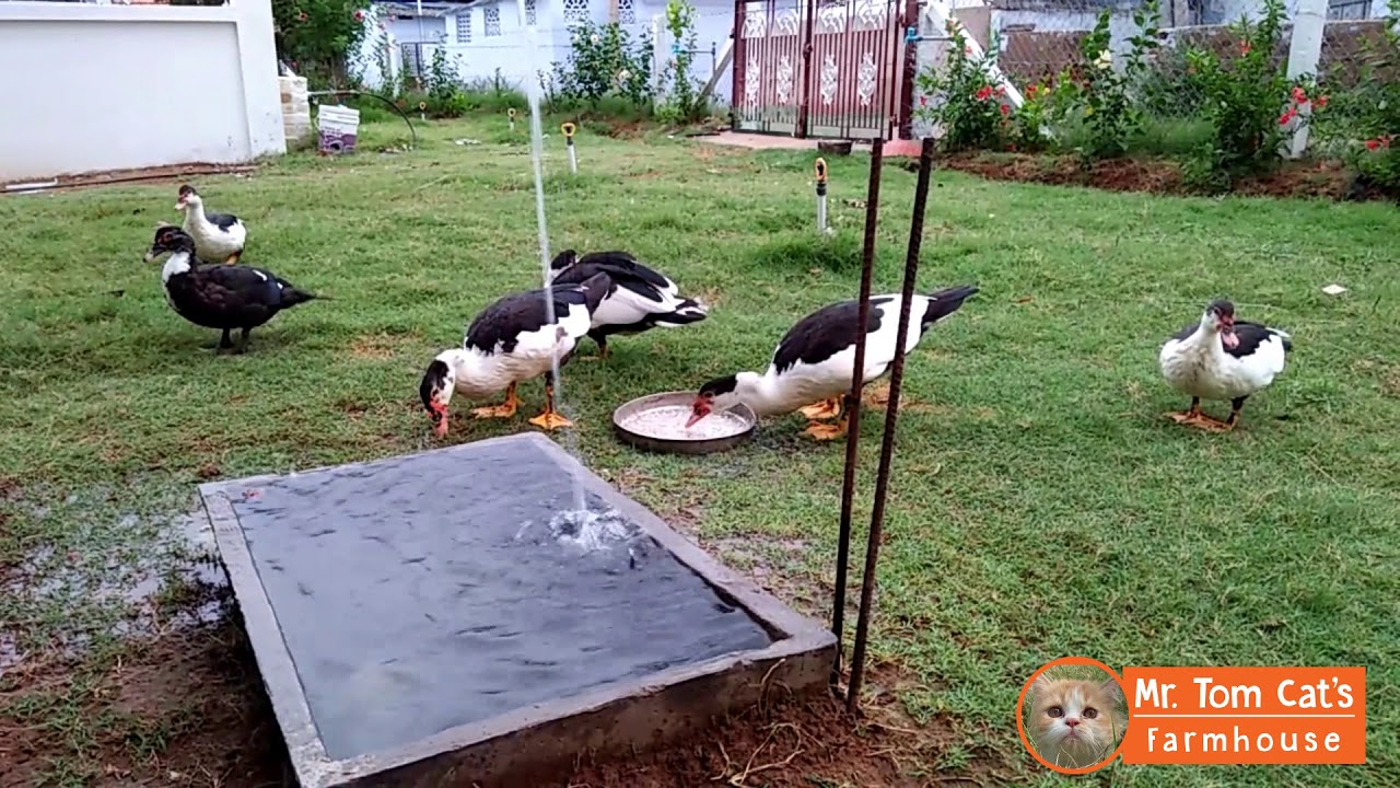 Muscovy Duck - Habitat and its Behavior - YouTube