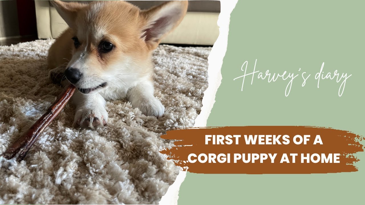 Corgi Puppy daily life (first weeks of quarantine) - YouTube