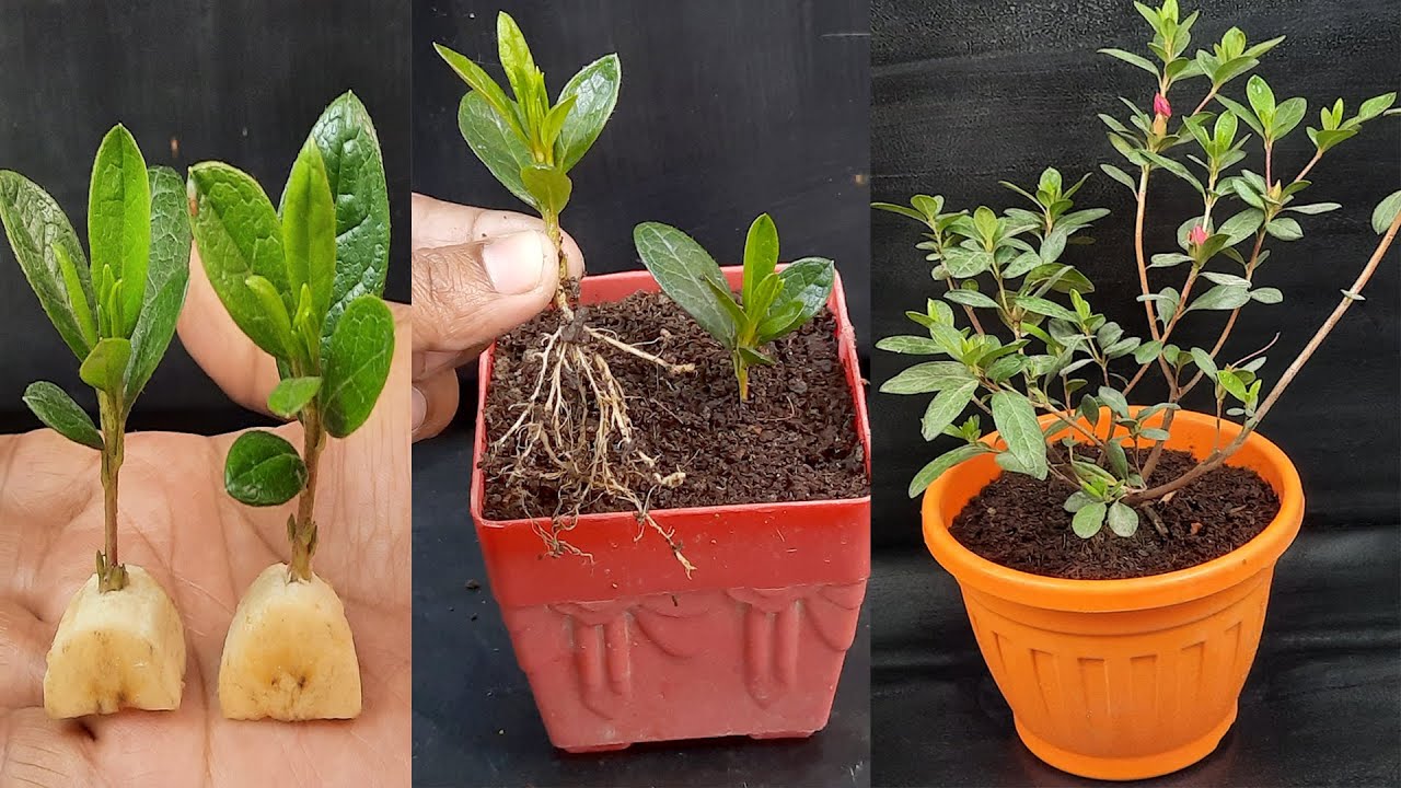 How to grow Azaleas from cuttings simple and effective with updates ...