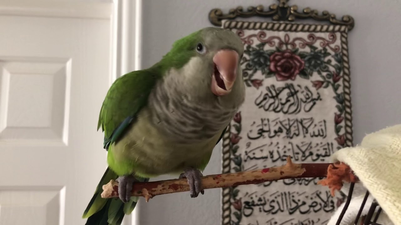 shooting my birb with a finger gun and this is what happened - YouTube