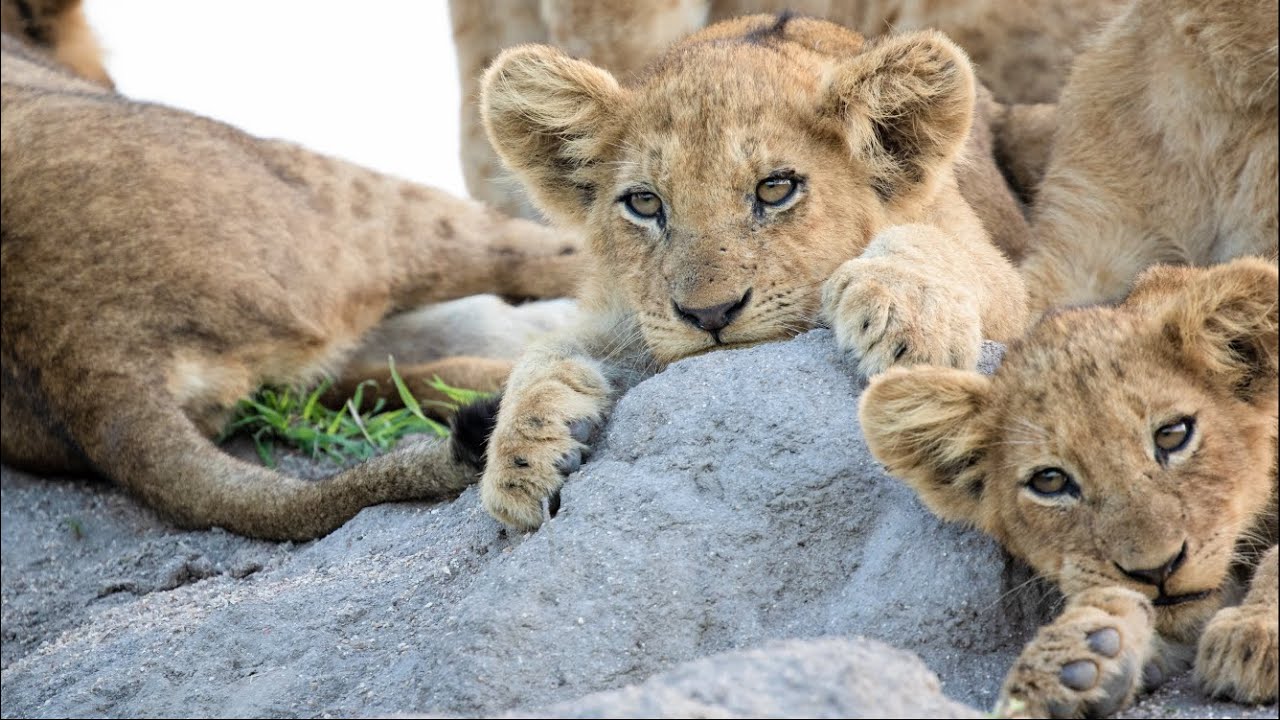 Cute Cubs Club - YouTube