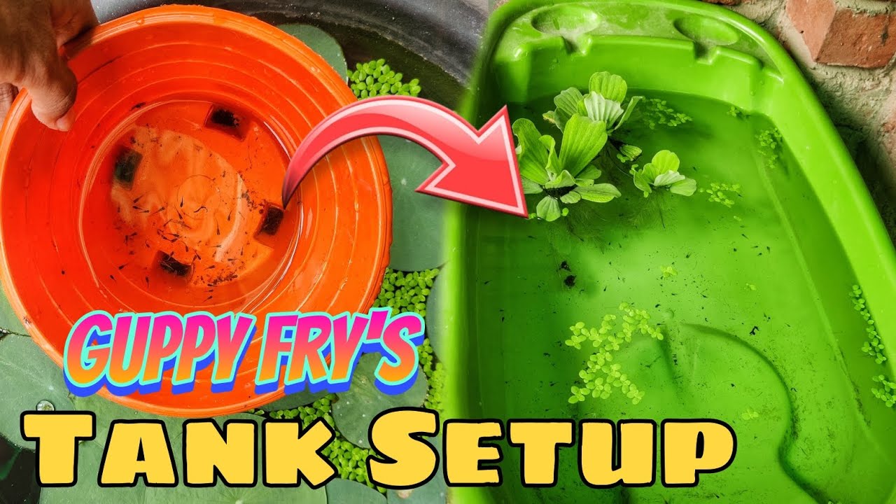 Harvesting 100's Guppy fish fry 😍 and making Tank setup for Fast growth ...