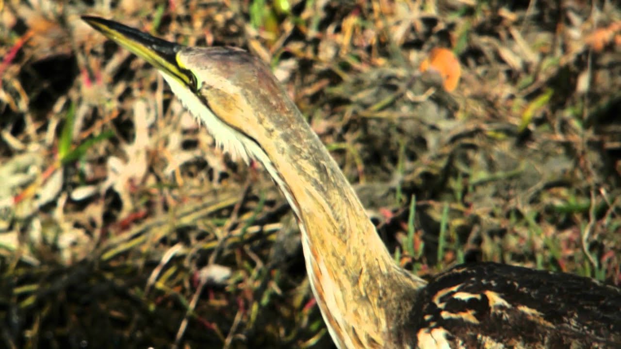 American Bittern - Merritt Island National Wildlife Refuge, Florida ...
