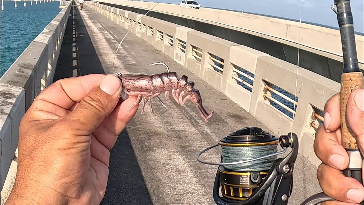 Very effective lure off Florida keys bridge-Great action all day long ...