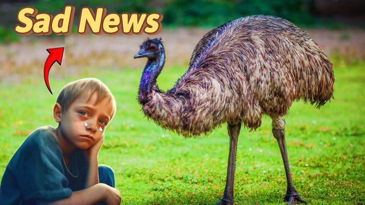 Sad news in mini zoo ☹️ | Emu in mini zoo | Cini Mini Zoo ...