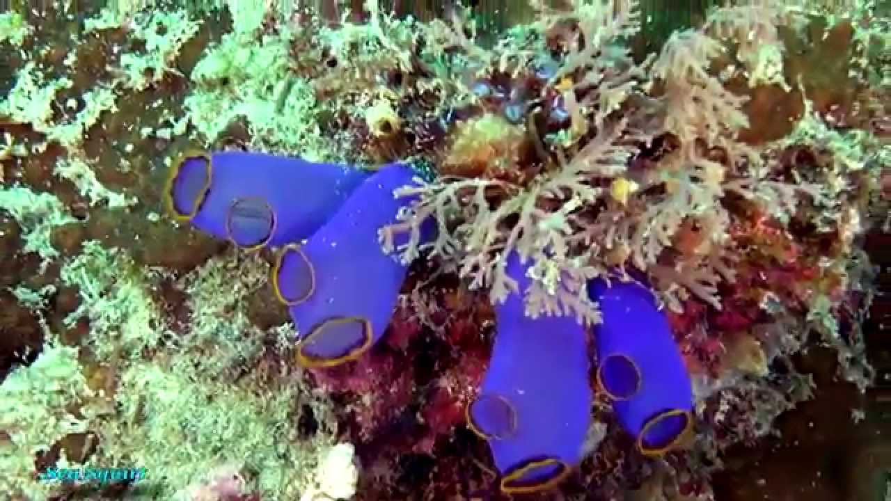 Moalboal, House Reef - YouTube