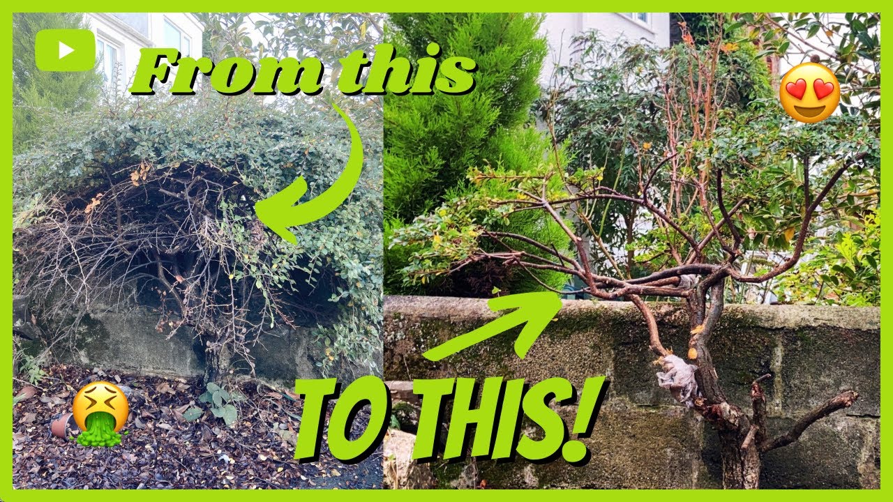 Tree Transformation! 🪴🌳💚 - YouTube