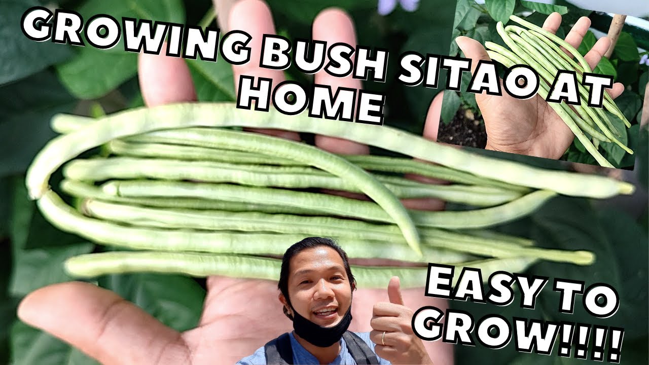 🔴 HOW TO GROW BUSH SITAO AT HOME | FUN IN GROWING BUSH BEANS - YouTube