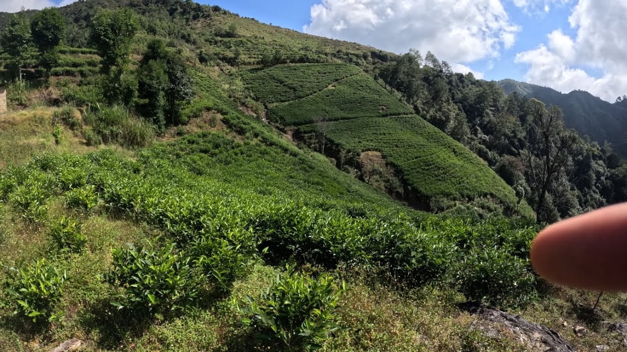 Kintang Organic Tea Garden @Ishak Tmg Vlogs - YouTube
