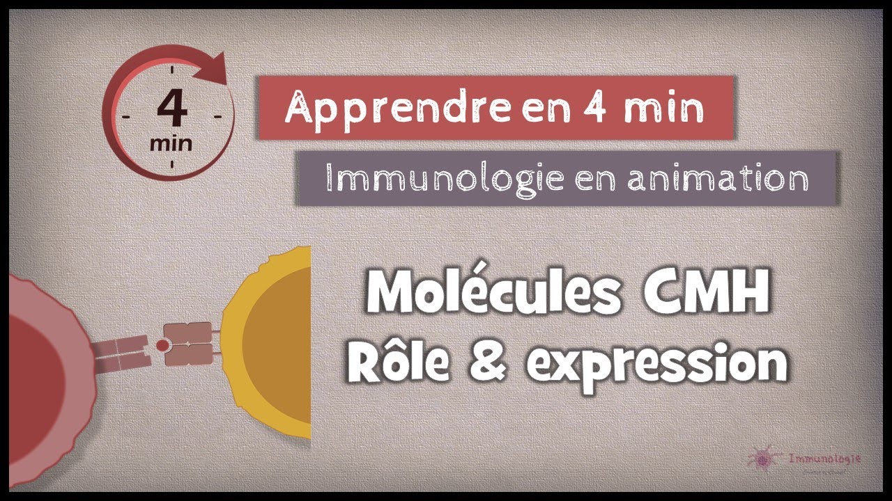 7-7 Rôle et expression des molécules du CMH - YouTube