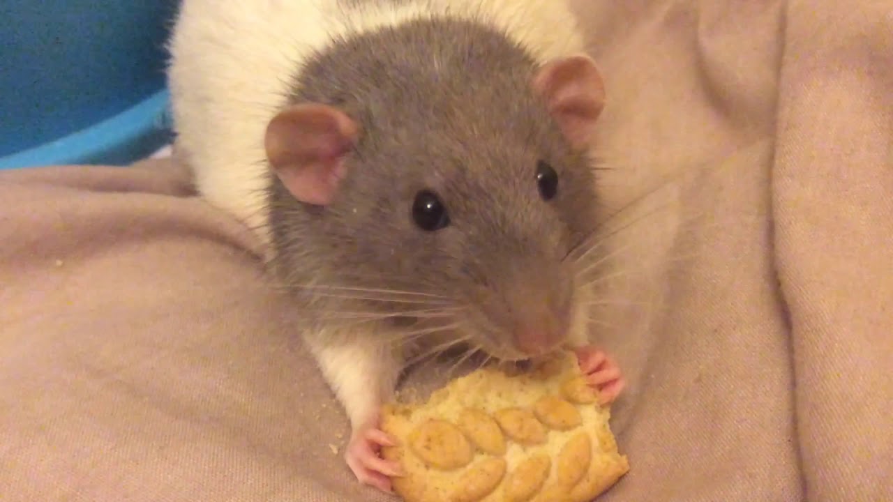 Rat eating a breakfast biscuit - YouTube
