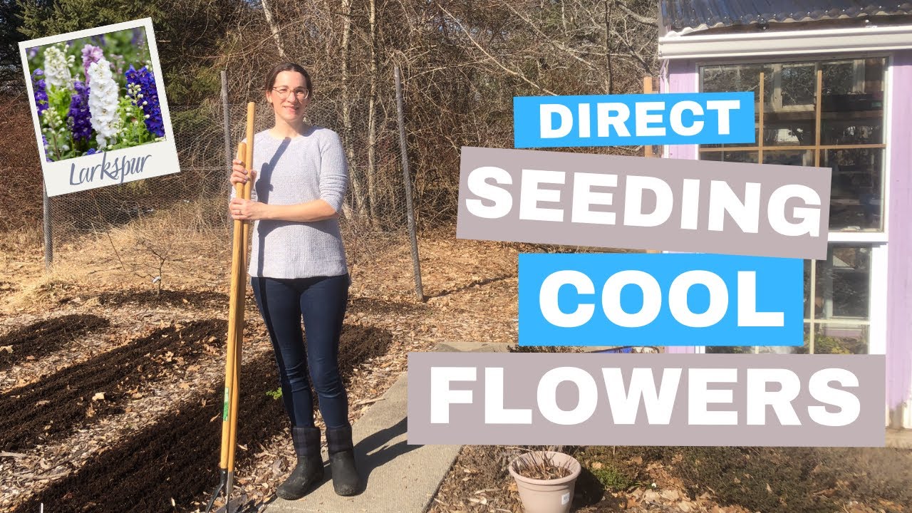 Direct Sowing COOL FLOWERS! 🌺 in a no-dig Bed / Planting Larkspur ...