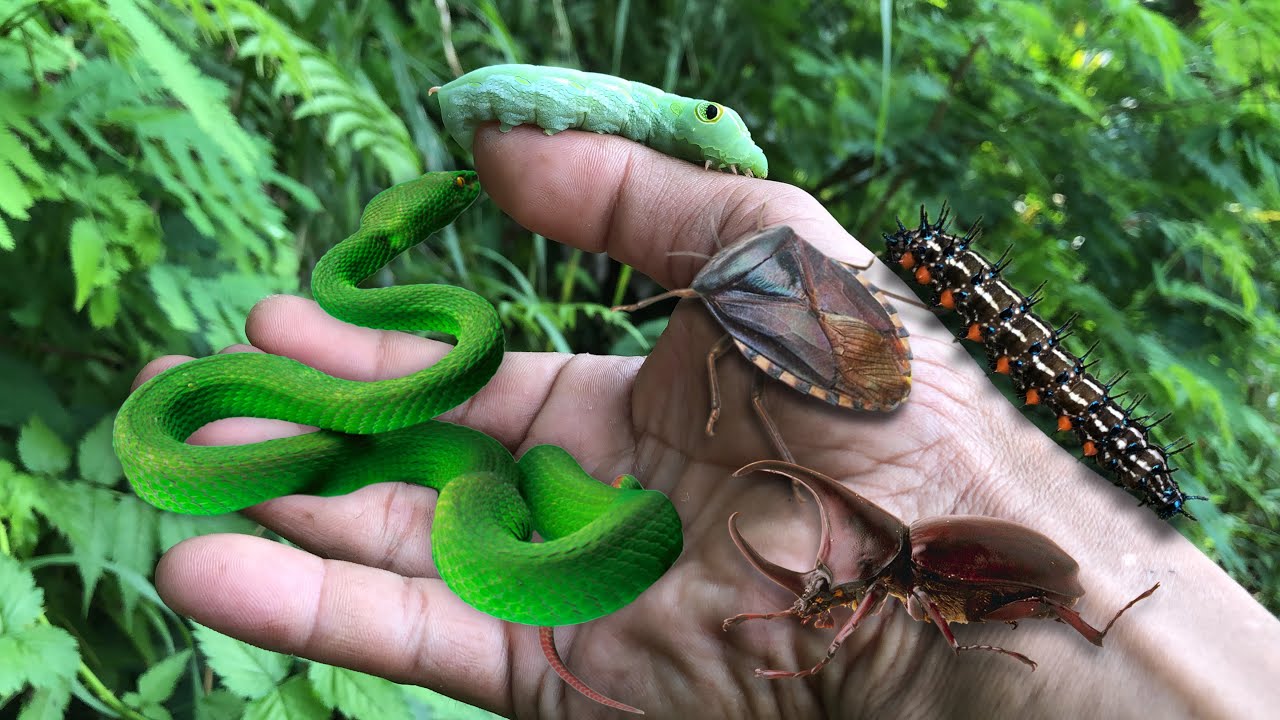 Exciting insect hunting‼️catching green snake, giant shield bug ...