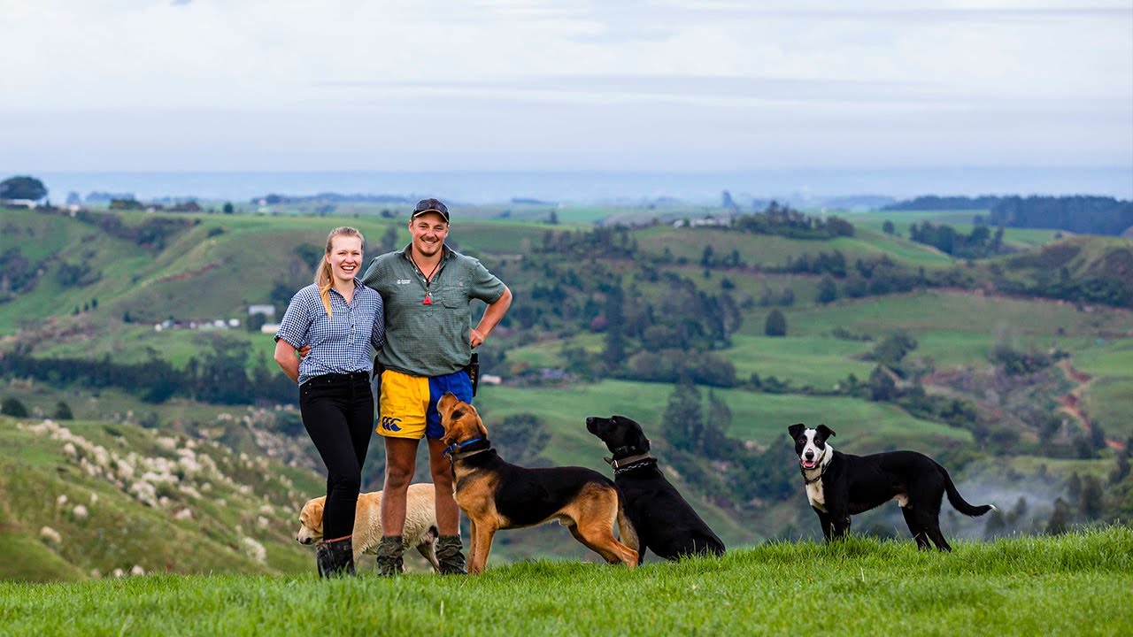 Over the Fence | Kaipikari Farm | Managing New Pastures - YouTube
