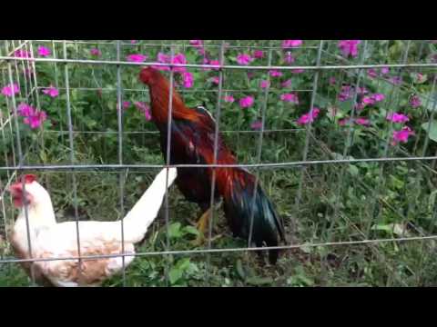 Gallo tigre con una gallina cubana - YouTube