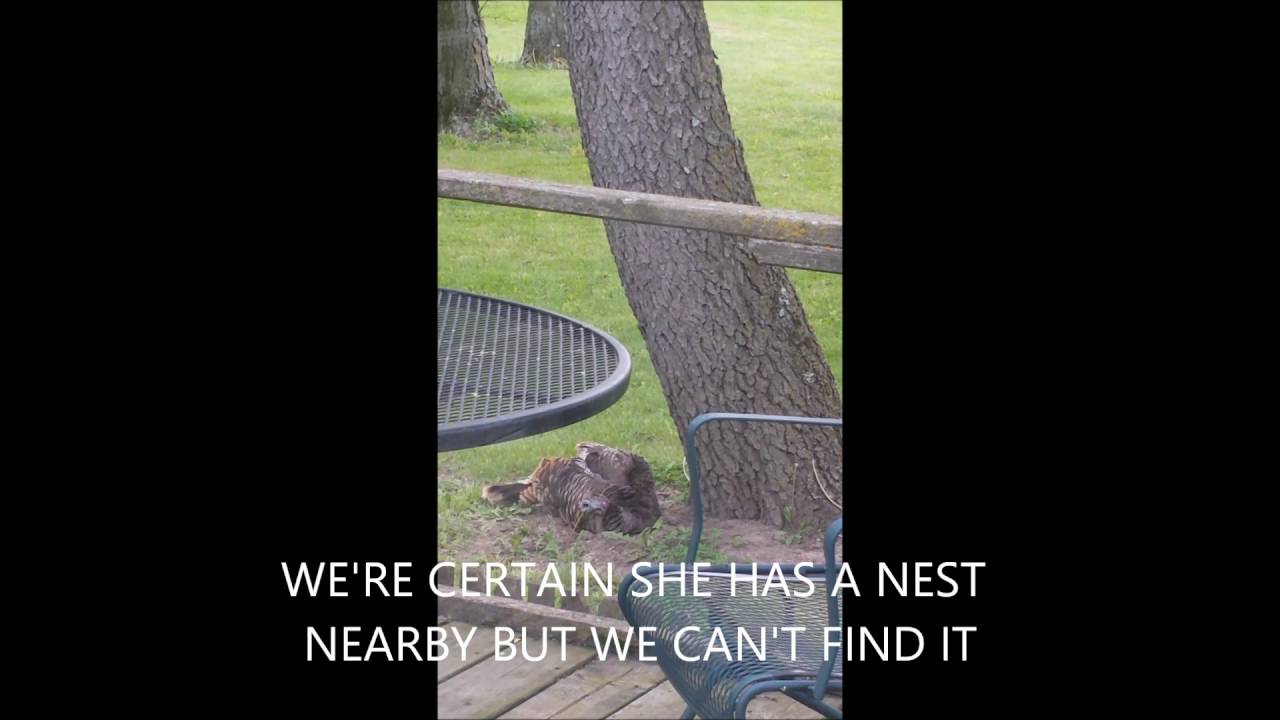 TURKEY DUST BATH - YouTube